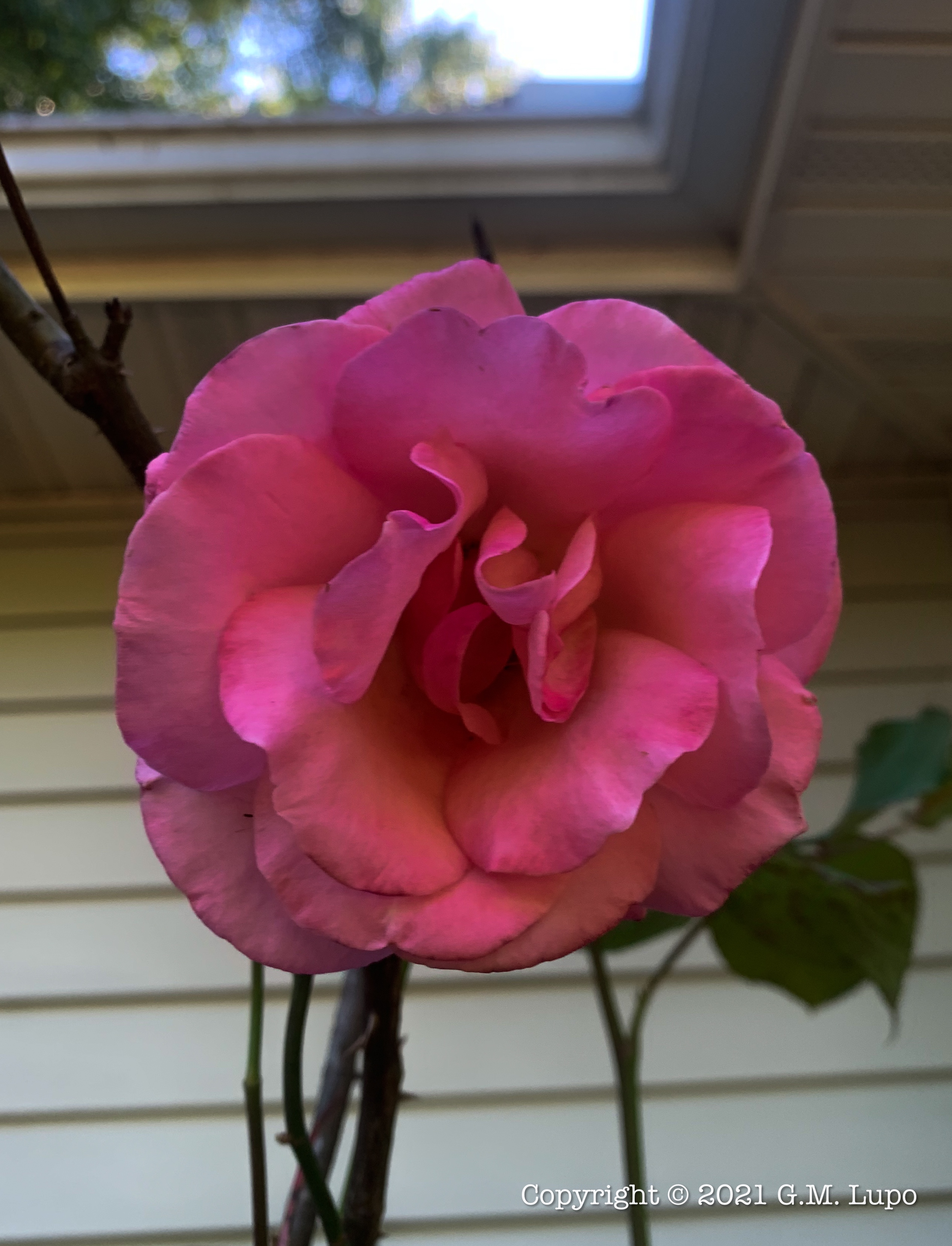 Raised by Wolves Musings of a Georgia writer. April Roses